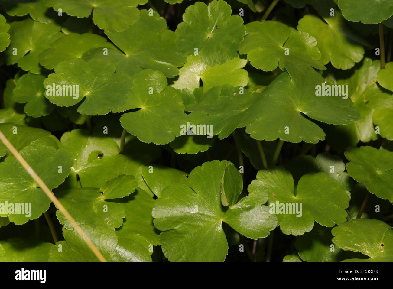 floating marsh pennywort (Hydrocotyle ranunculoides) Plantae Stock ...