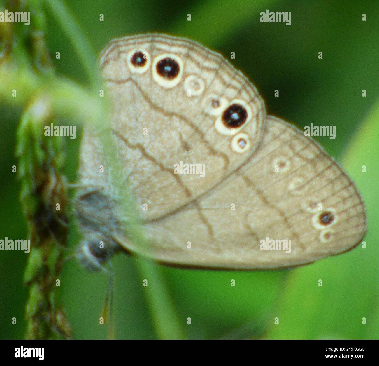 Carolina Satyr (Hermeuptychia sosybius) Insecta Stock Photo - Alamy
