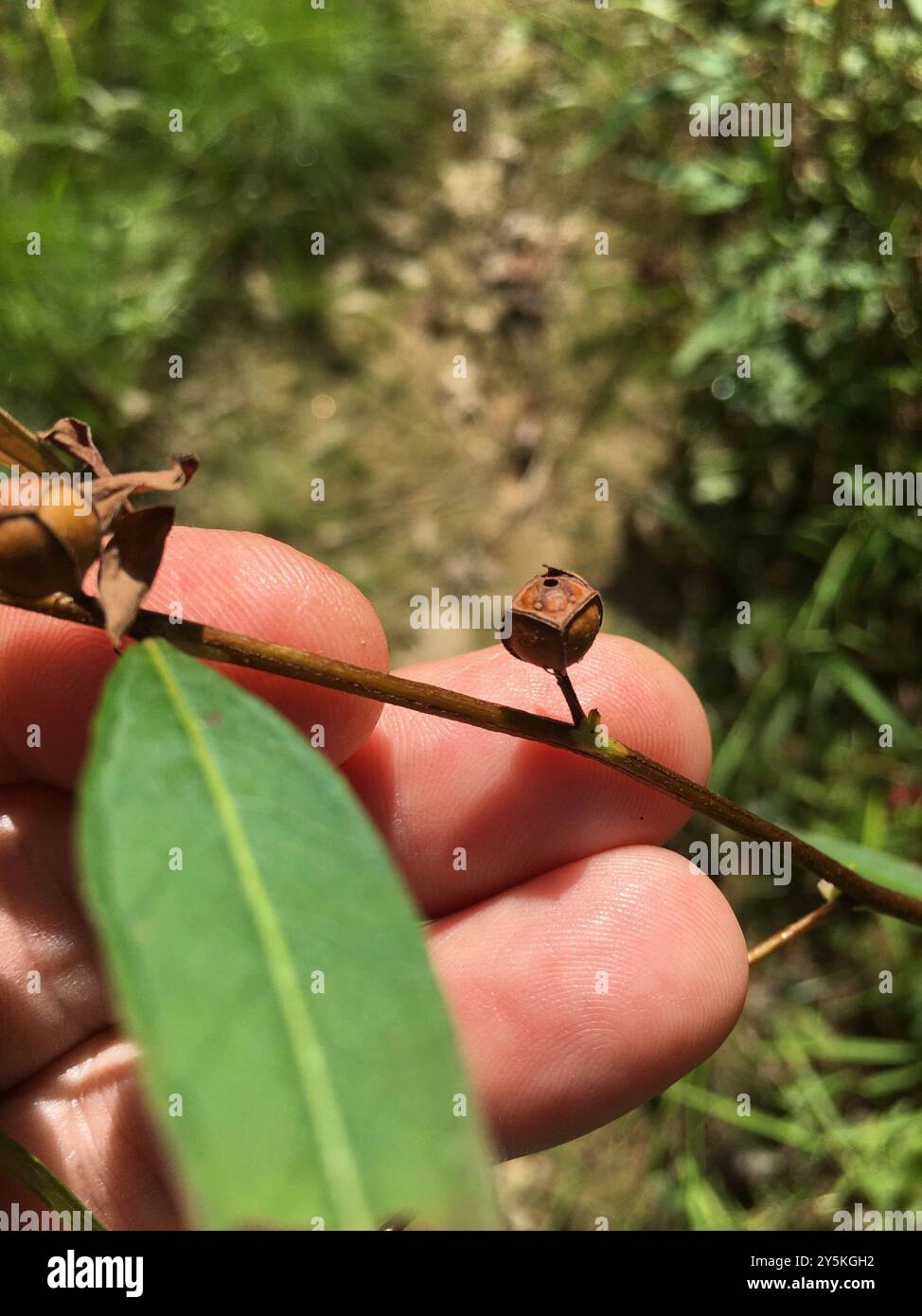 Seedbox (Ludwigia alternifolia) Plantae Stock Photo - Alamy