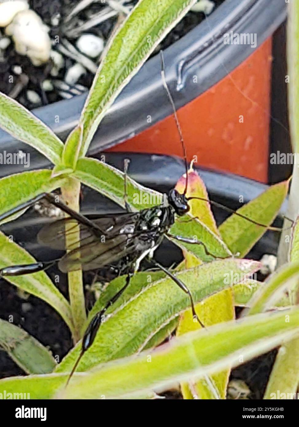 American Pelecinid Wasp (Pelecinus polyturator) Insecta Stock Photo - Alamy