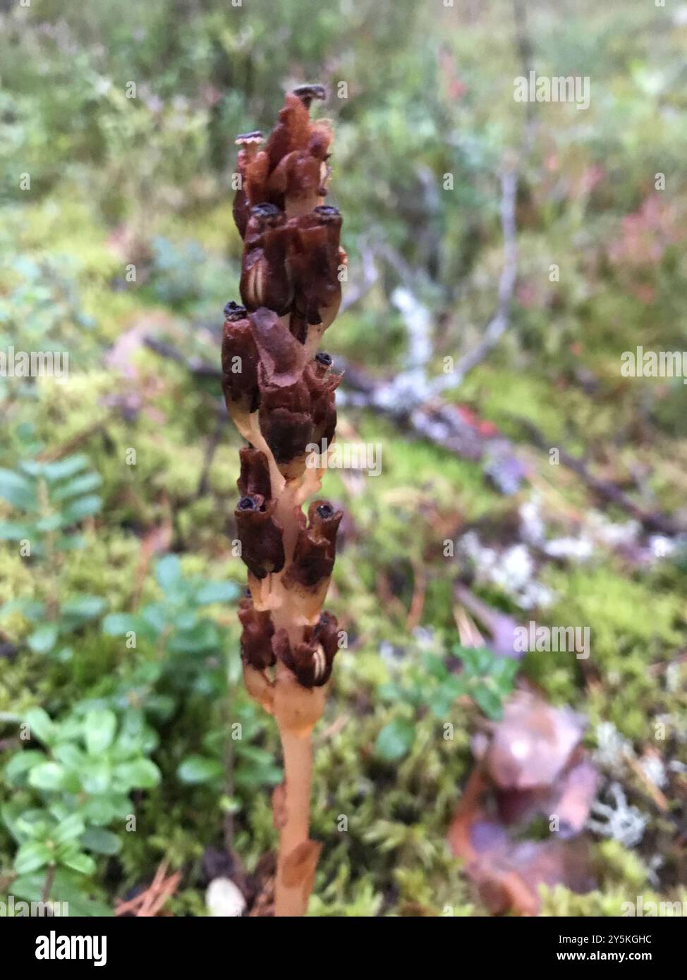 pinesap (Monotropa hypopitys) Plantae Stock Photo - Alamy
