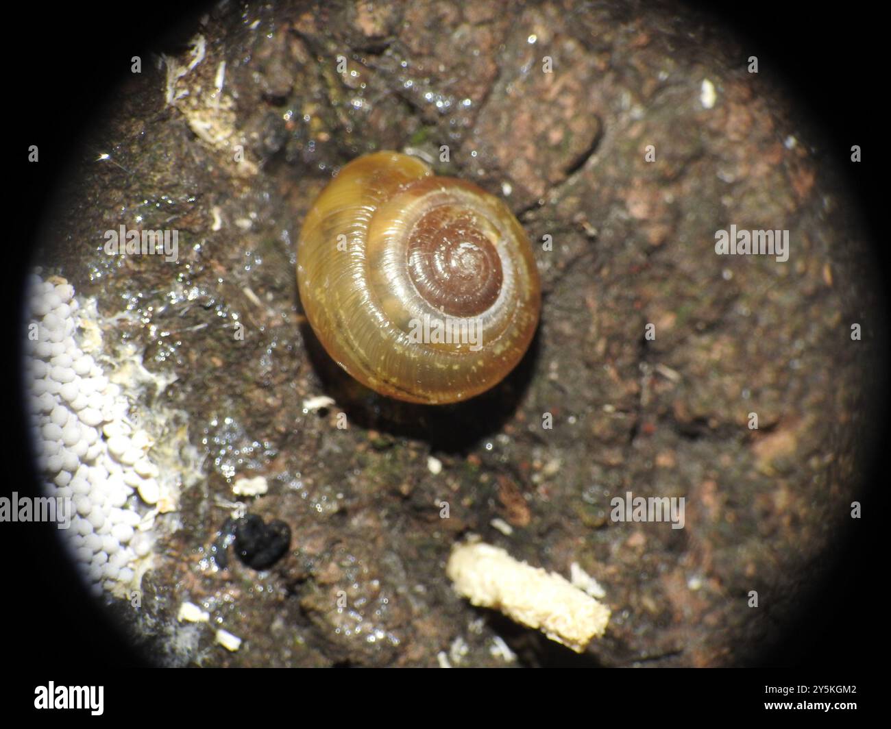 Common Land Snails and Slugs (Stylommatophora) Mollusca Stock Photo - Alamy
