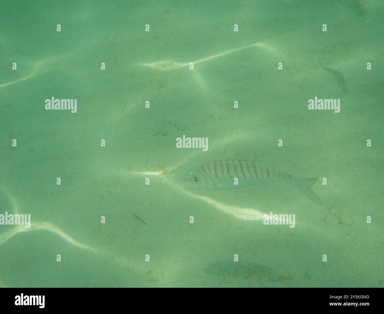 Striped Seabream (Lithognathus mormyrus) Actinopterygii Stock Photo - Alamy