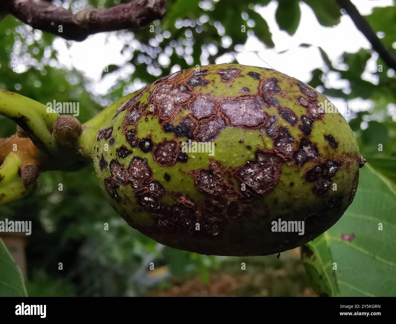 Walnut Anthracnose (Ophiognomonia leptostyla) Fungi Stock Photo - Alamy