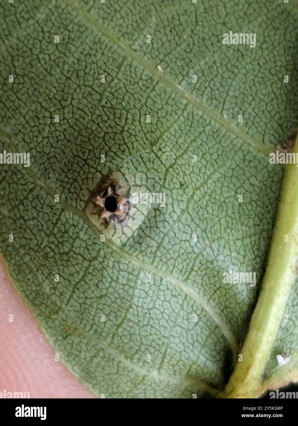 (Phylloxera caryaesemen) Insecta Stock Photo - Alamy