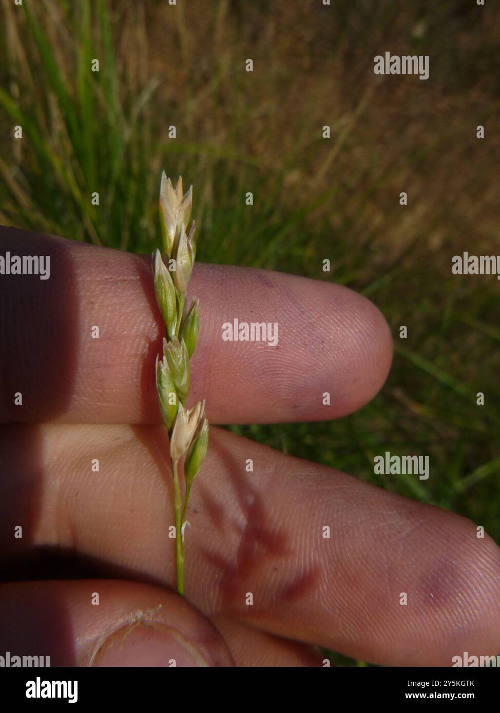 mountain heath grass (Danthonia decumbens) Plantae Stock Photo - Alamy