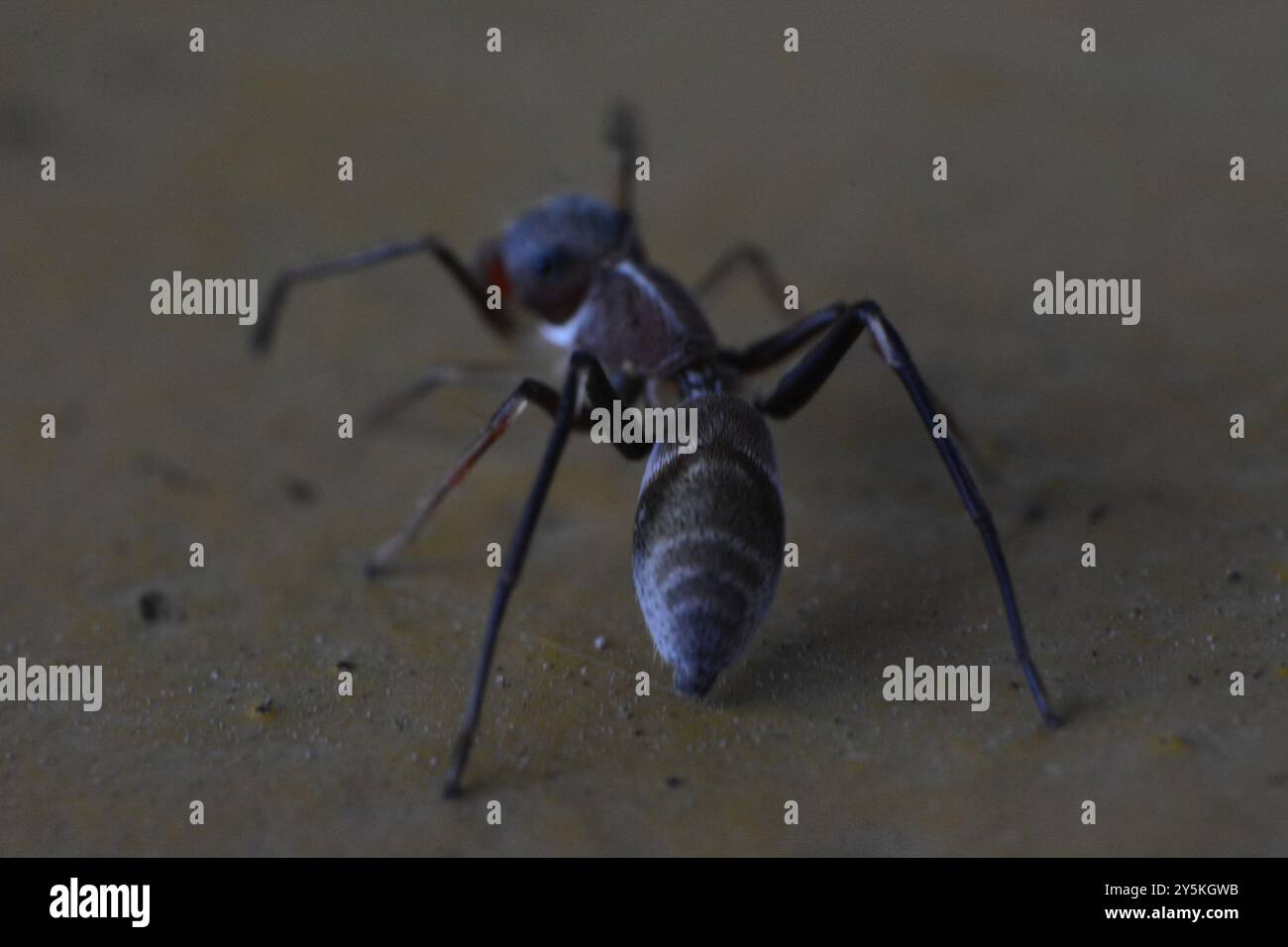 Ant-mimic Spiders (Myrmarachne) Arachnida Stock Photo - Alamy