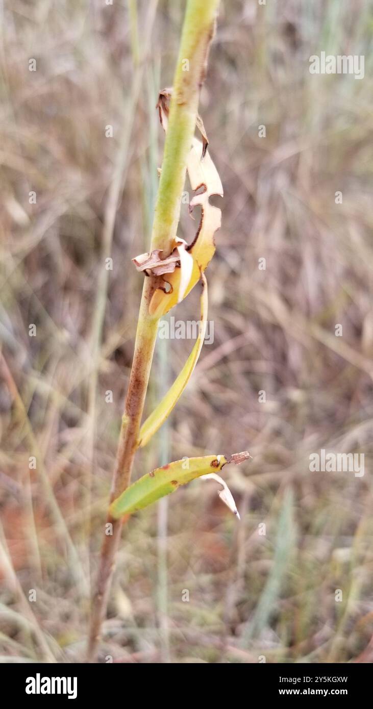 False Gaura (Oenothera glaucifolia) Plantae Stock Photo - Alamy