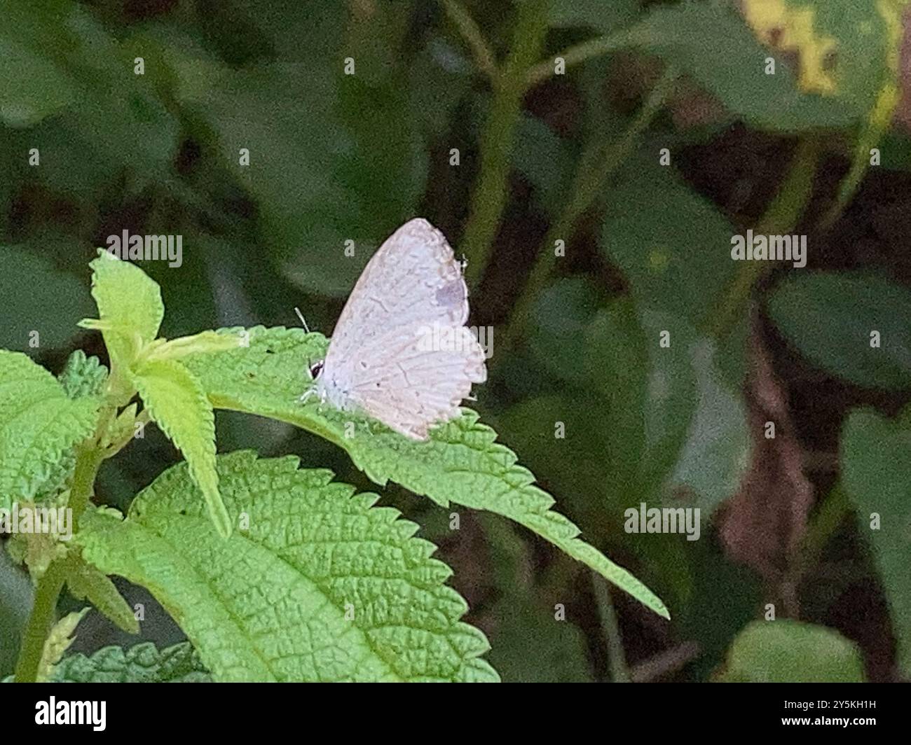 Summer Azure (Celastrina neglecta) Insecta Stock Photo - Alamy