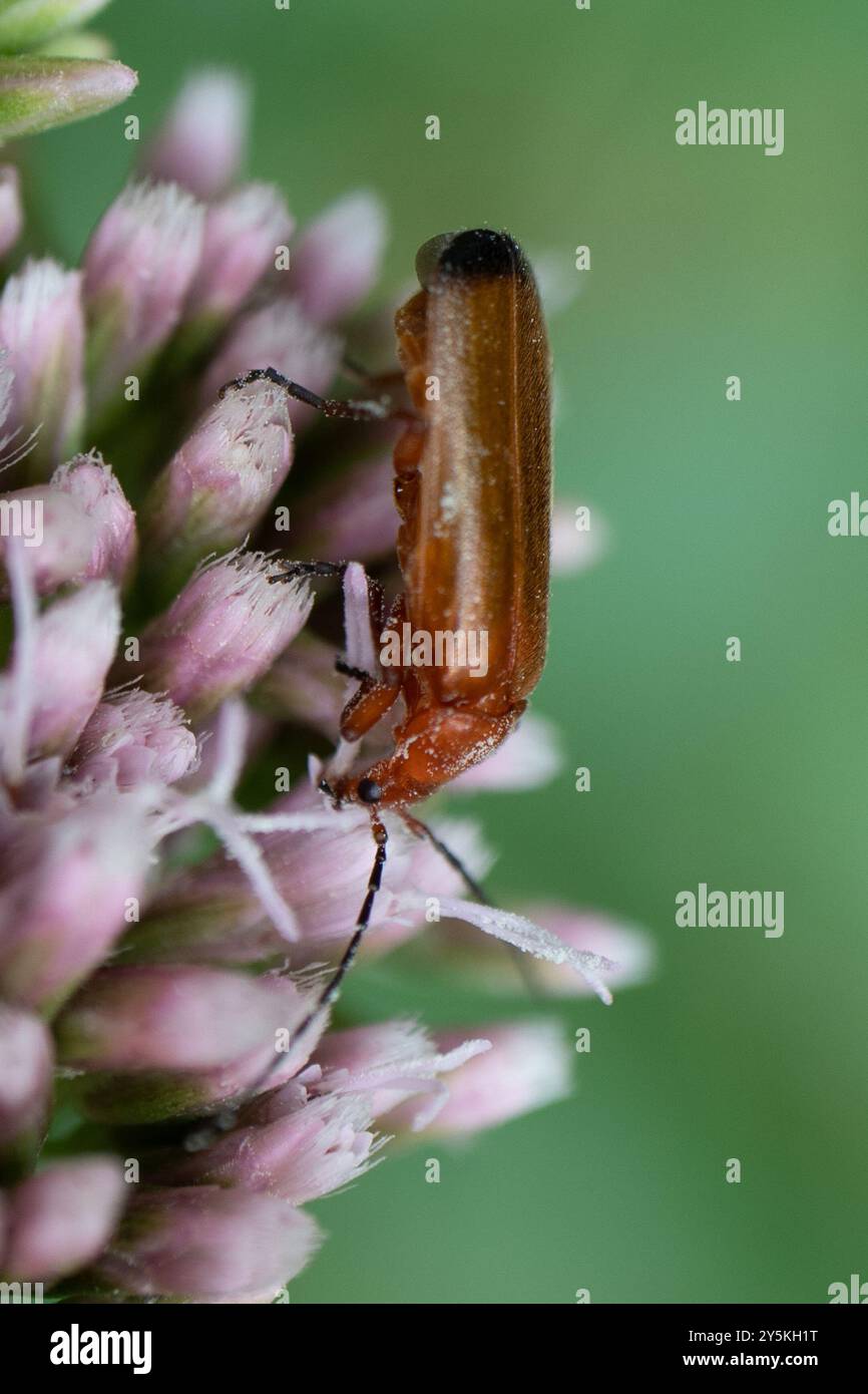 Common Red Soldier Beetle (Rhagonycha fulva) Insecta Stock Photo - Alamy
