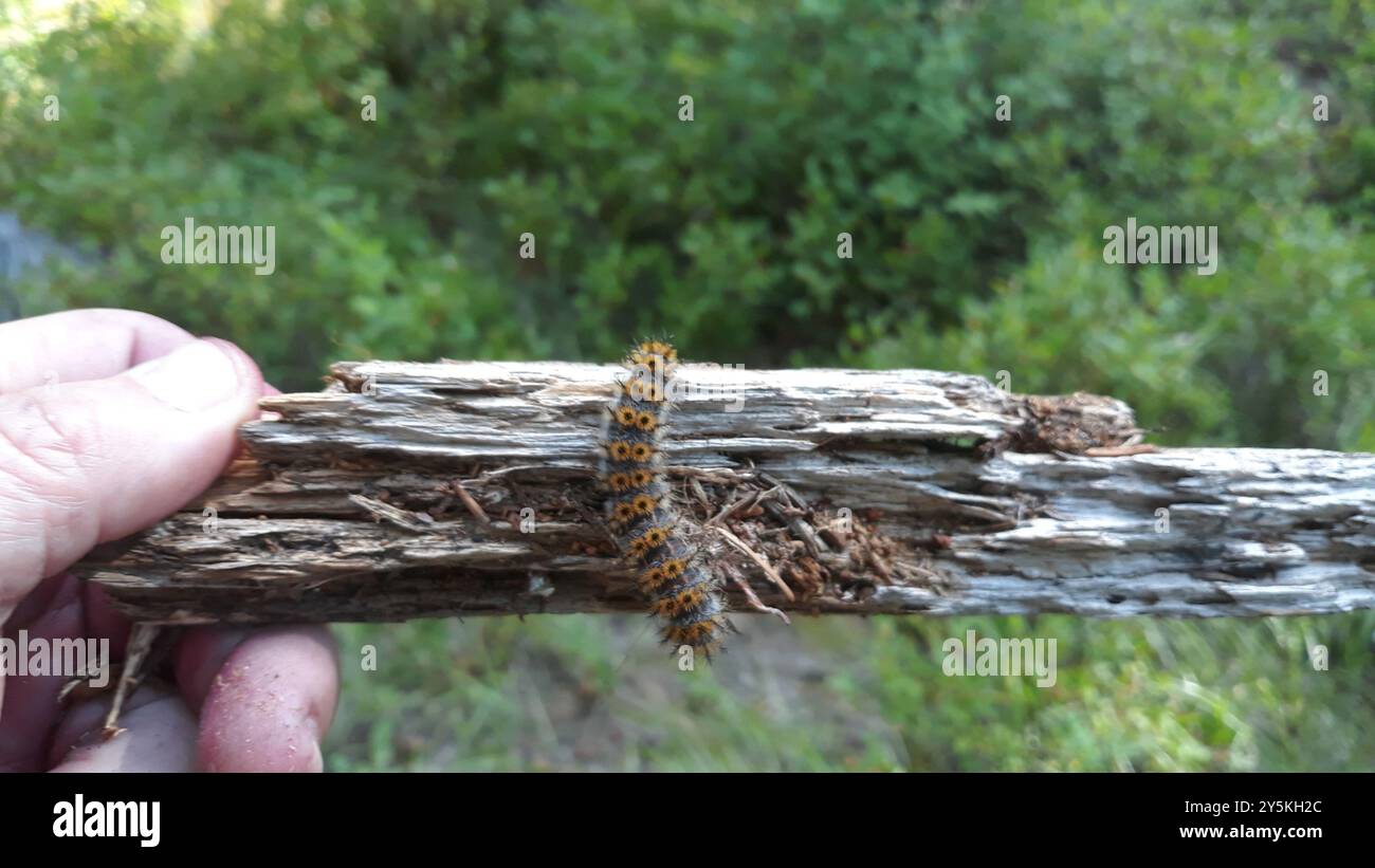 Western Sheep Moth (Hemileuca eglanterina) Insecta Stock Photo - Alamy