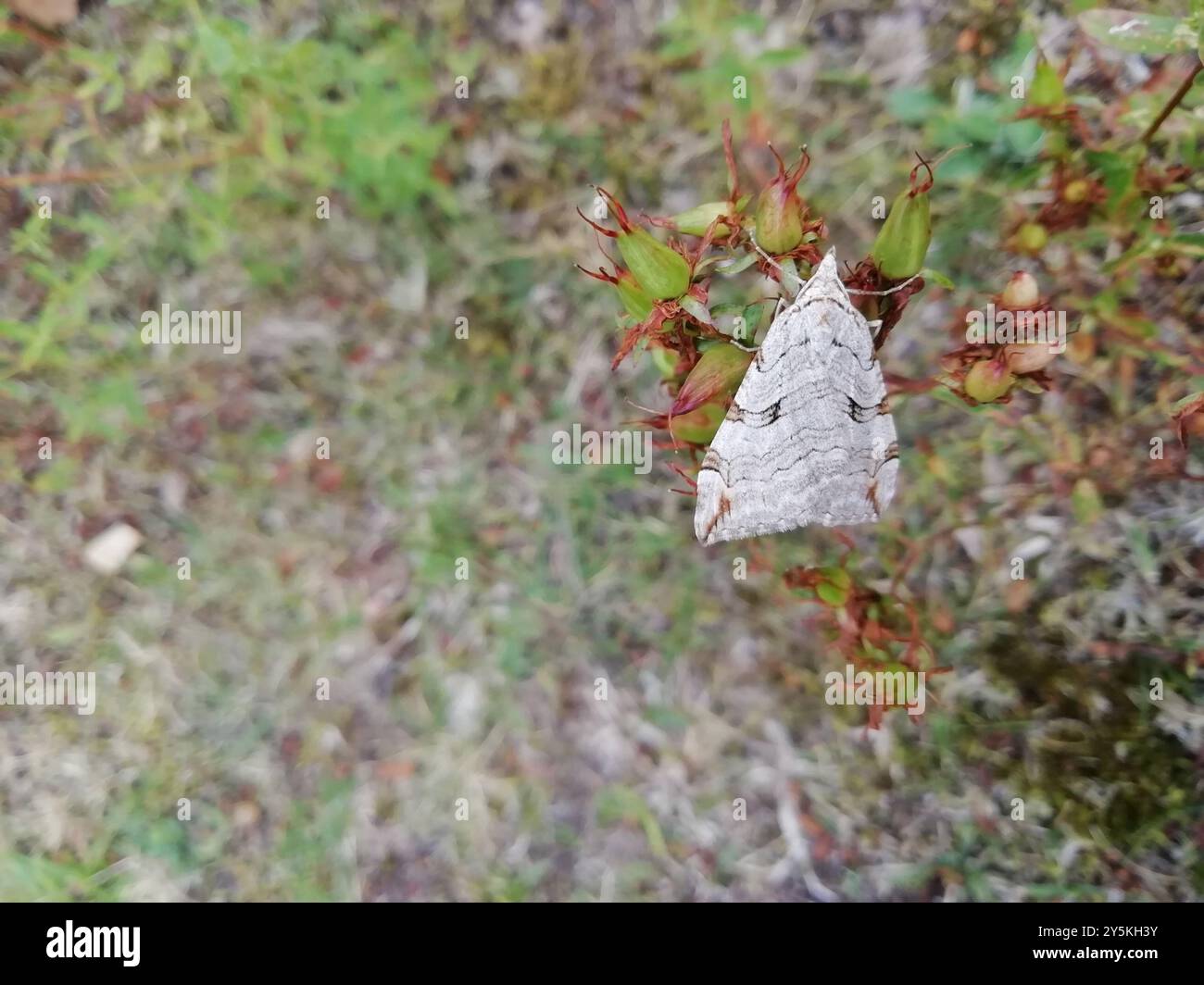 Treble Bar (Aplocera plagiata) Insecta Stock Photo - Alamy