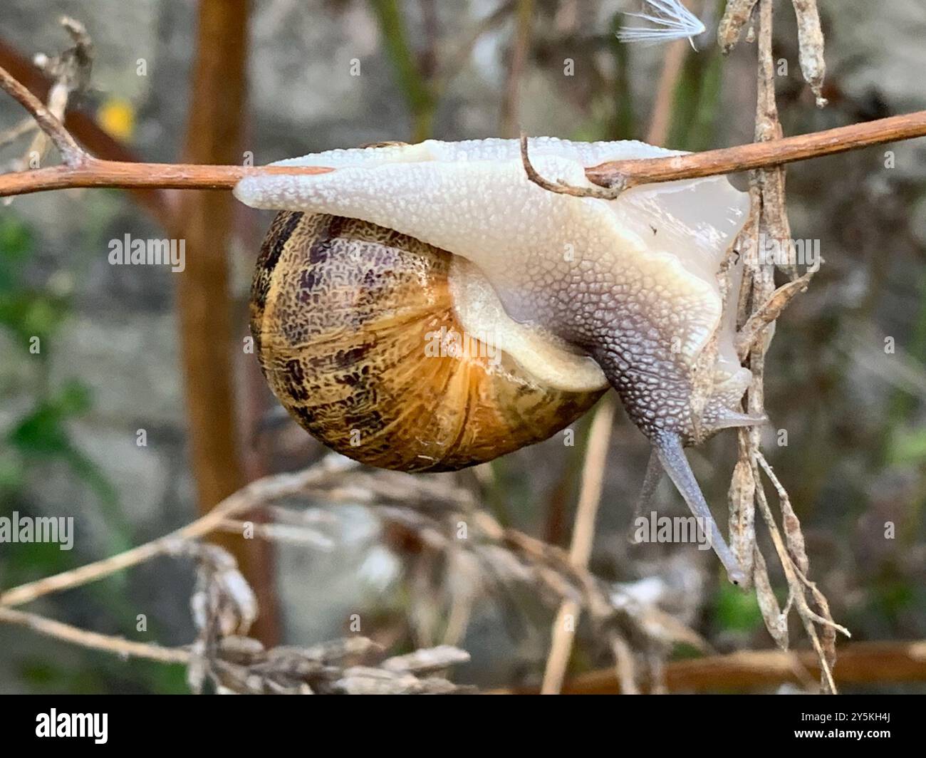 Garden Snail (Cornu aspersum) Mollusca Stock Photo - Alamy