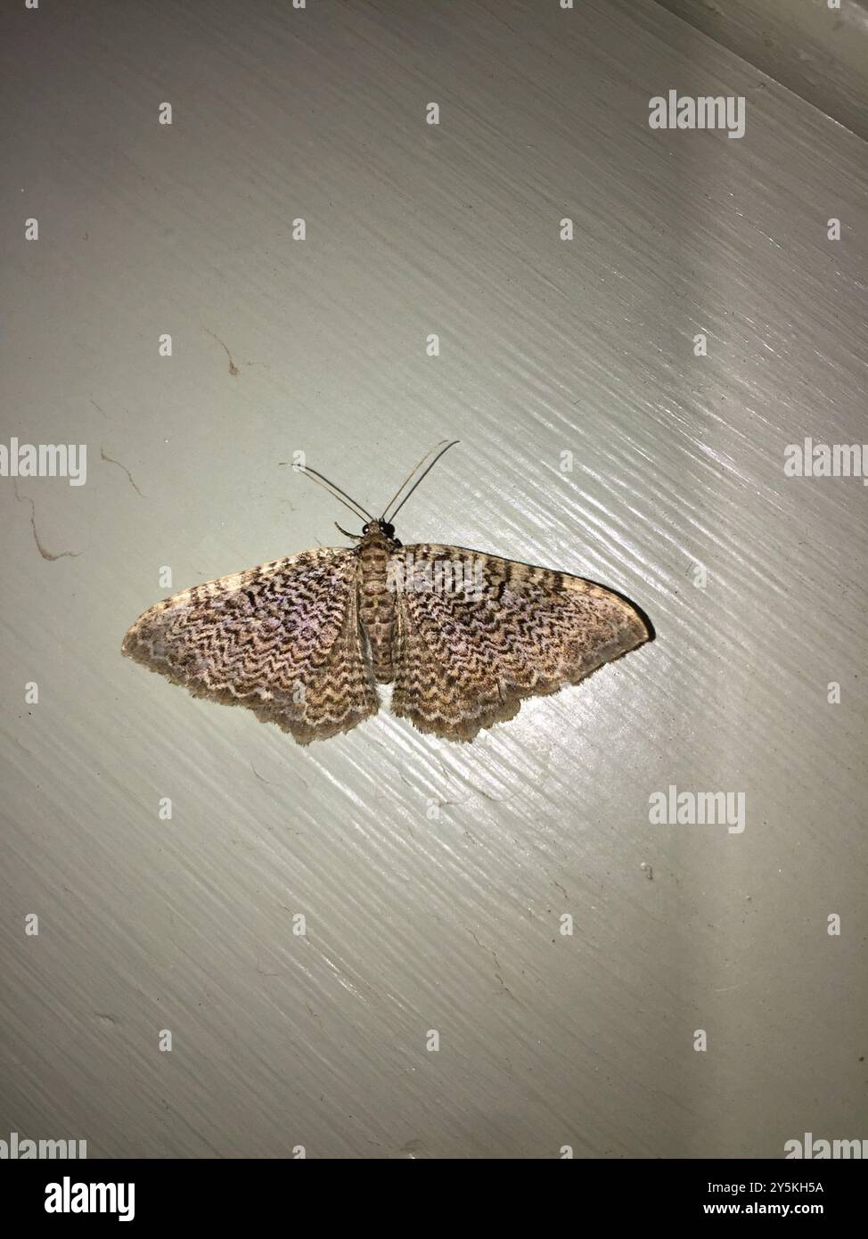Scallop Shell Moths (Hydria undulata) Insecta Stock Photo - Alamy