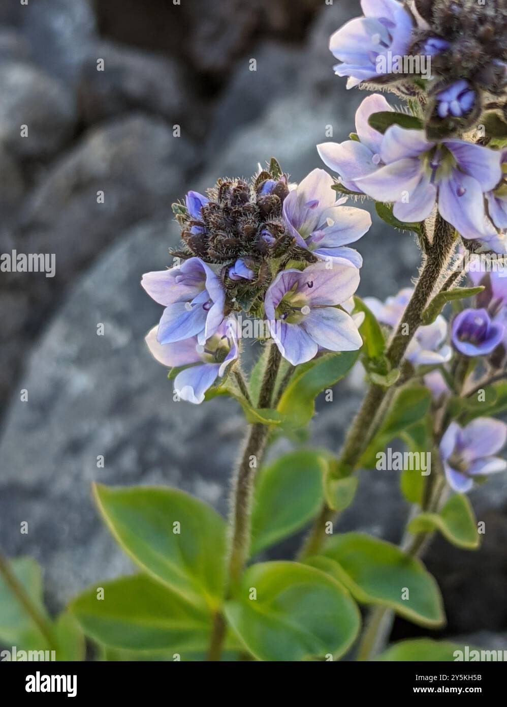 American alpine speedwell (Veronica wormskjoldii) Plantae Stock Photo ...