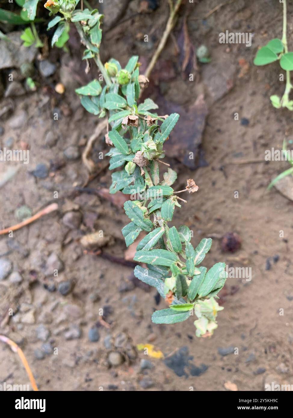 Cuban jute (Sida rhombifolia) Plantae Stock Photo - Alamy