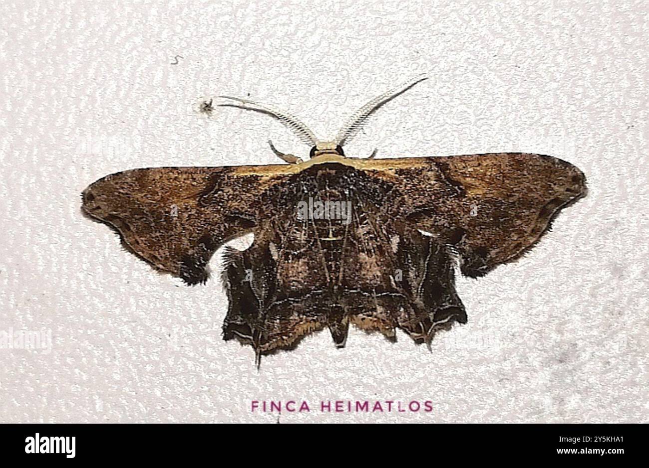 Scoopwing Moths (Epipleminae) Insecta Stock Photo - Alamy