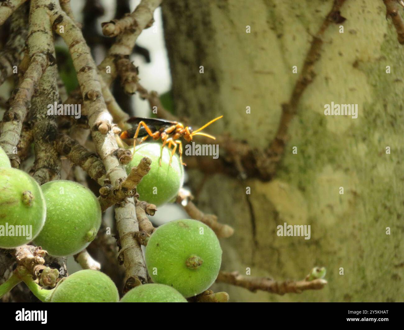 Spider Wasps (Pompilidae) Insecta Stock Photo - Alamy
