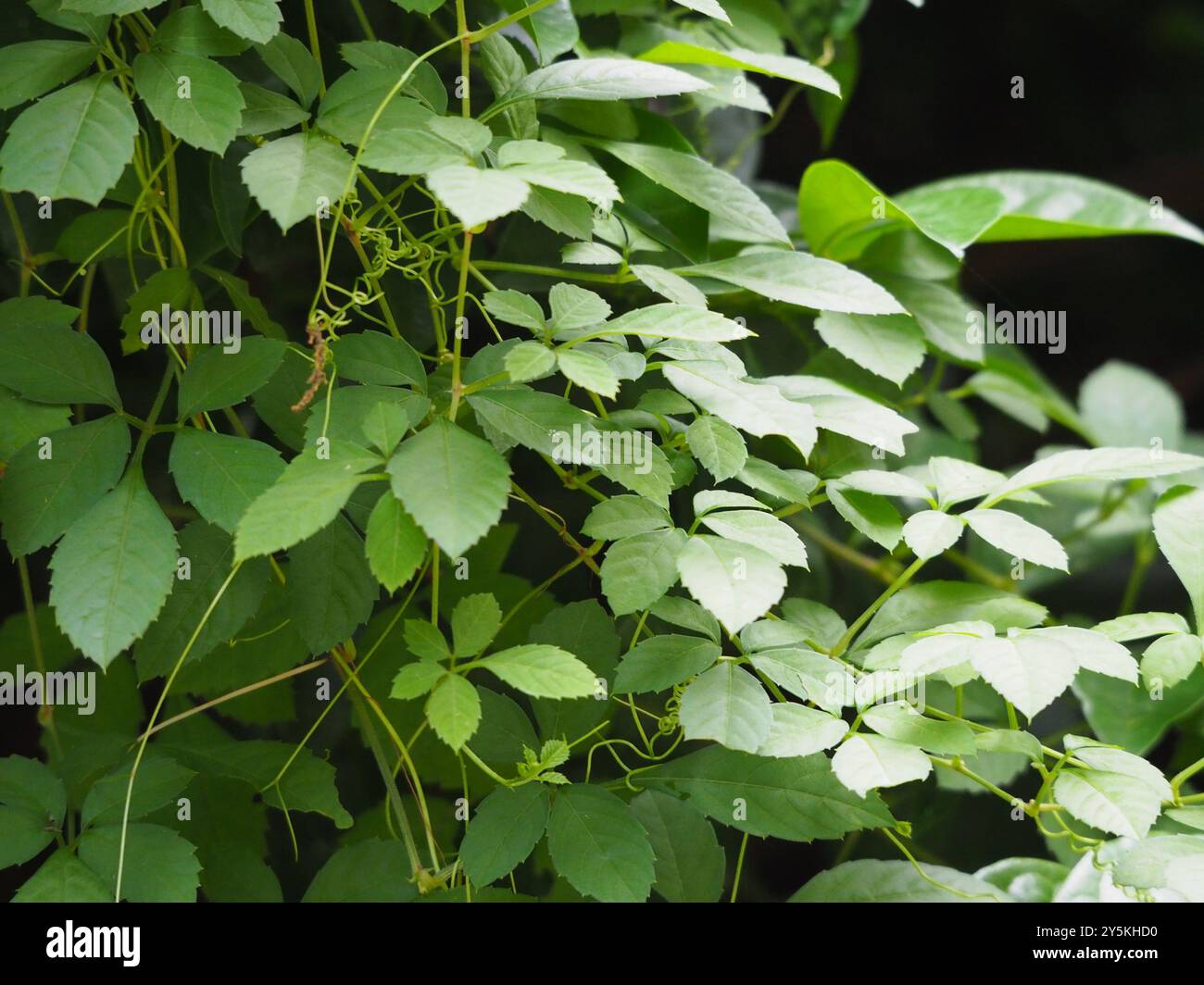 Bushkiller (Causonis japonica) Plantae Stock Photo - Alamy