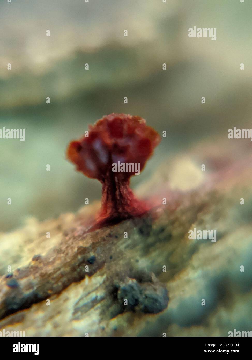 Wasp's Nest Slime Mold (Metatrichia vesparia) Protozoa Stock Photo - Alamy