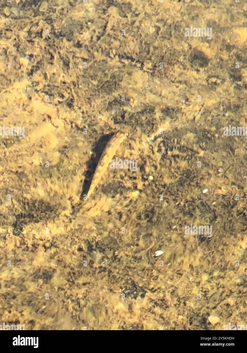 Ray-finned Fishes (Actinopterygii) Actinopterygii Stock Photo - Alamy