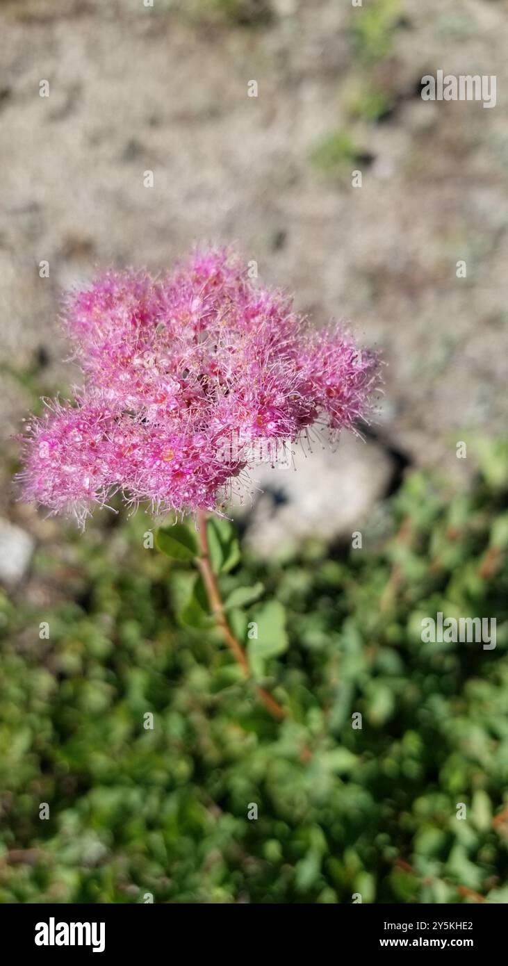 Mountain Spirea (Spiraea splendens) Plantae Stock Photo - Alamy