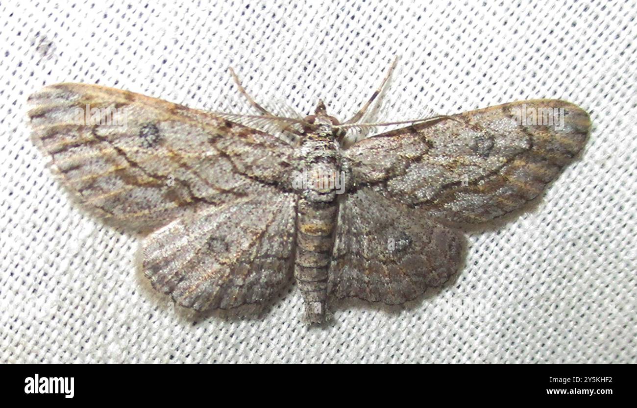 Geometer Moths (Geometridae) Insecta Stock Photo - Alamy