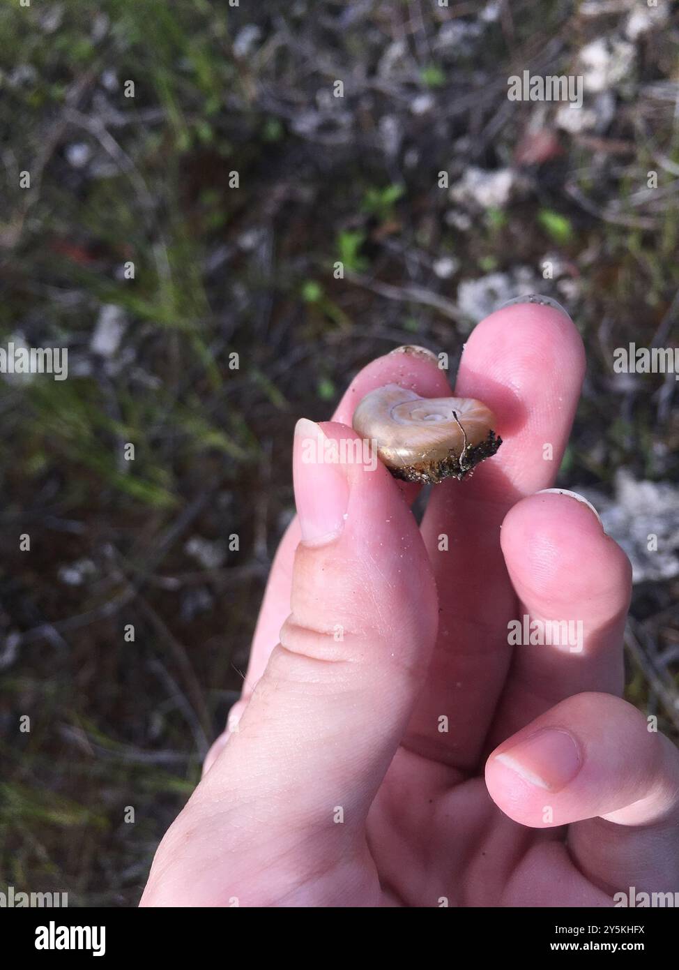 Marsh Ramshorn (Planorbella trivolvis) Mollusca Stock Photo - Alamy