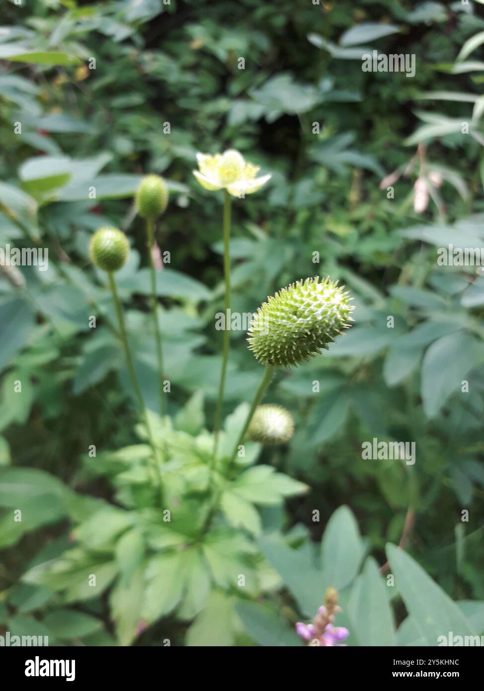 tall thimbleweed (Anemone virginiana) Plantae Stock Photo - Alamy