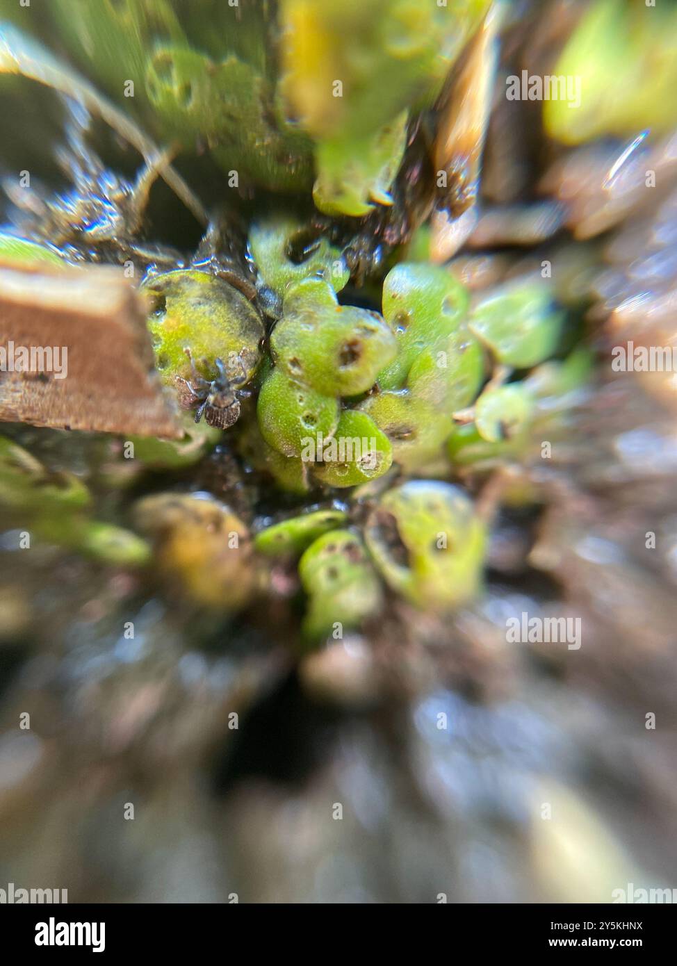 duckweeds (Lemnoideae) Plantae Stock Photo - Alamy