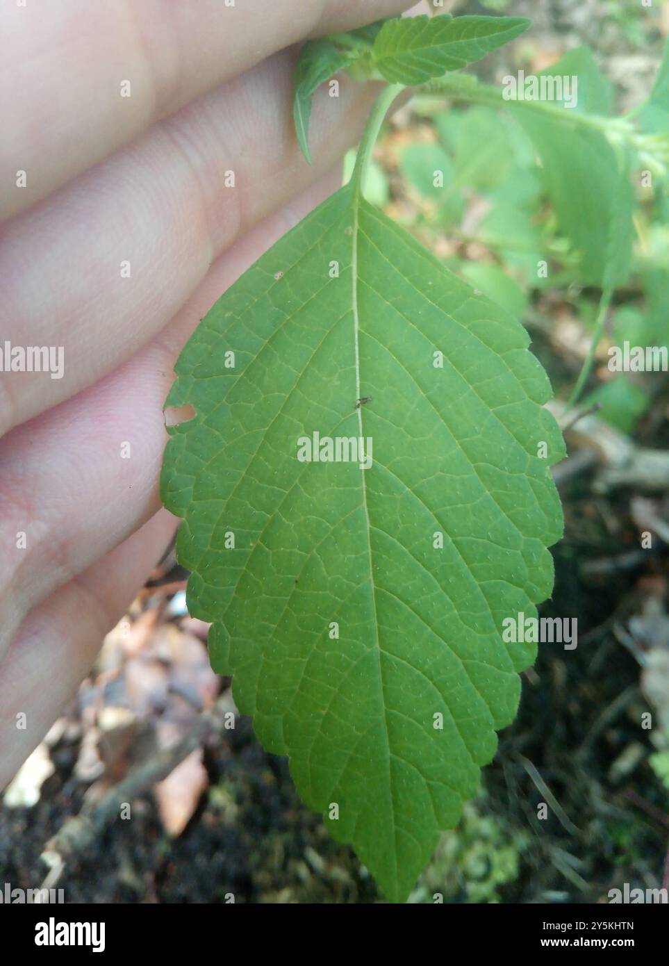 Common hemp-nettle (Galeopsis tetrahit) Plantae Stock Photo - Alamy