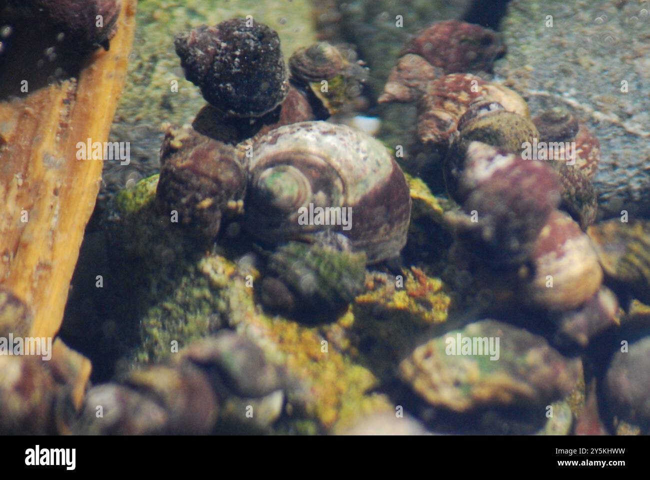 Sitka Periwinkle (Littorina sitkana) Mollusca Stock Photo - Alamy