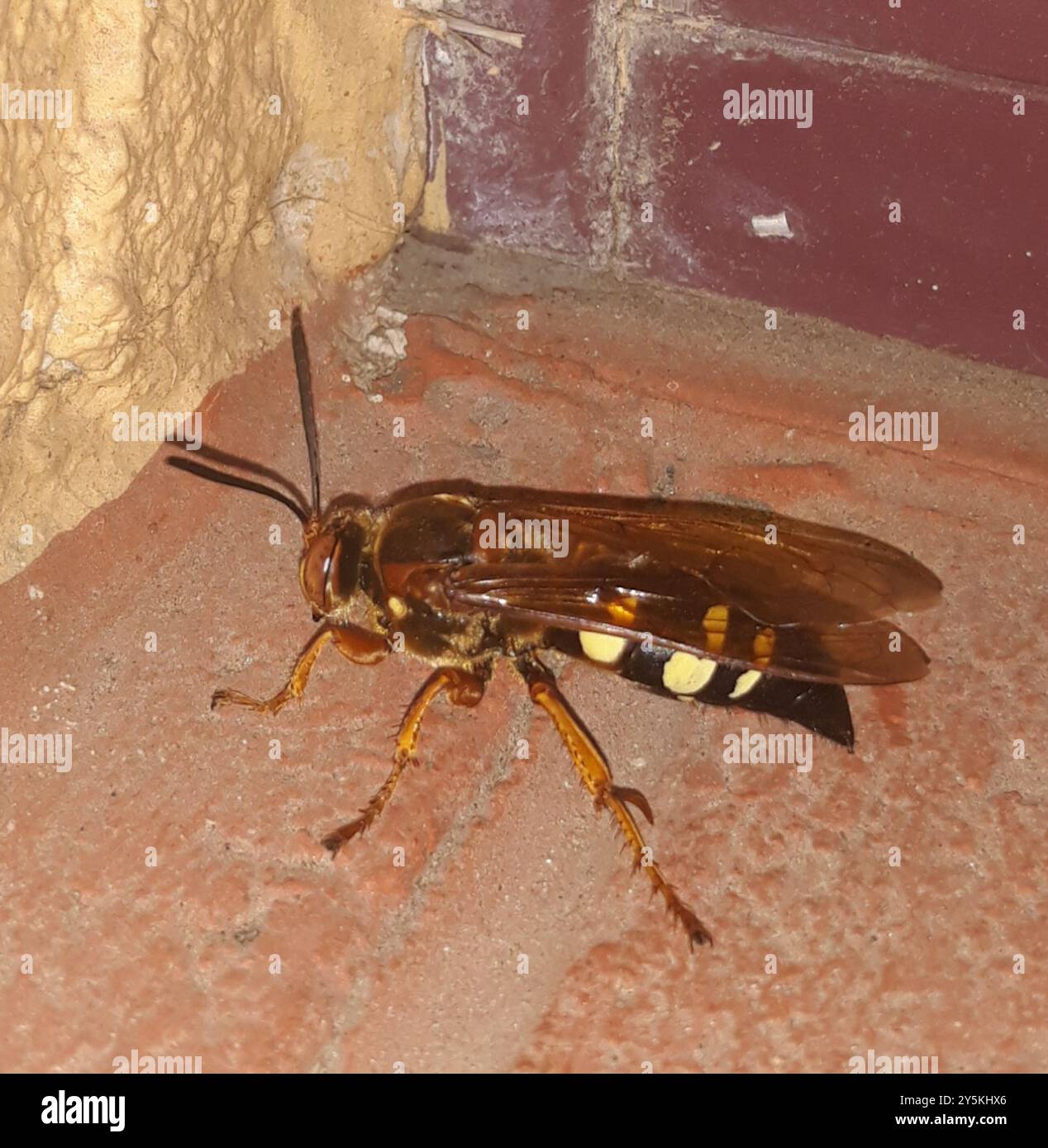 Eastern Cicada-killer Wasp (Sphecius speciosus) Insecta Stock Photo - Alamy