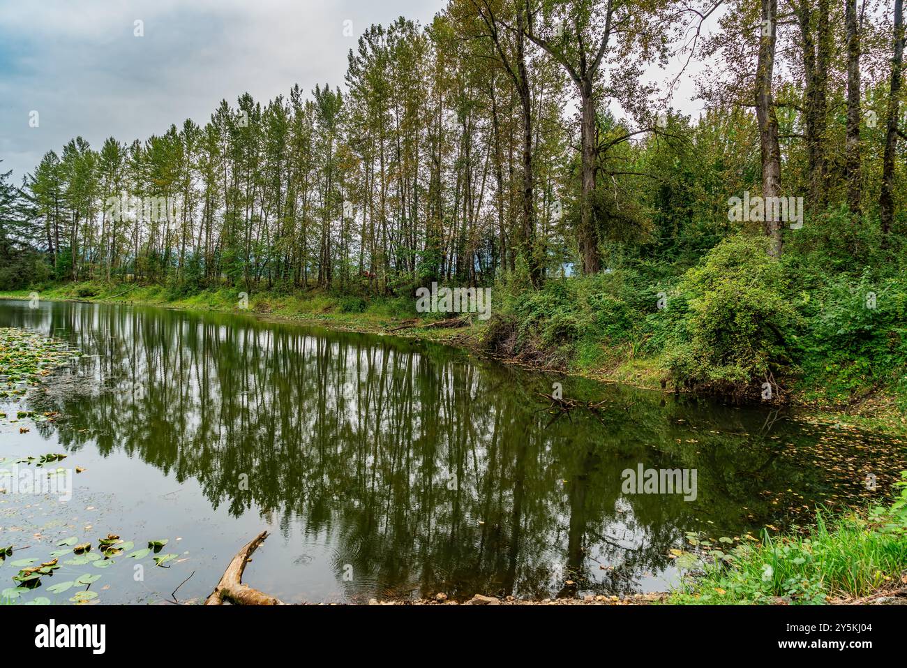 Trees line a river in North Bend, Washington Stock Photo - Alamy