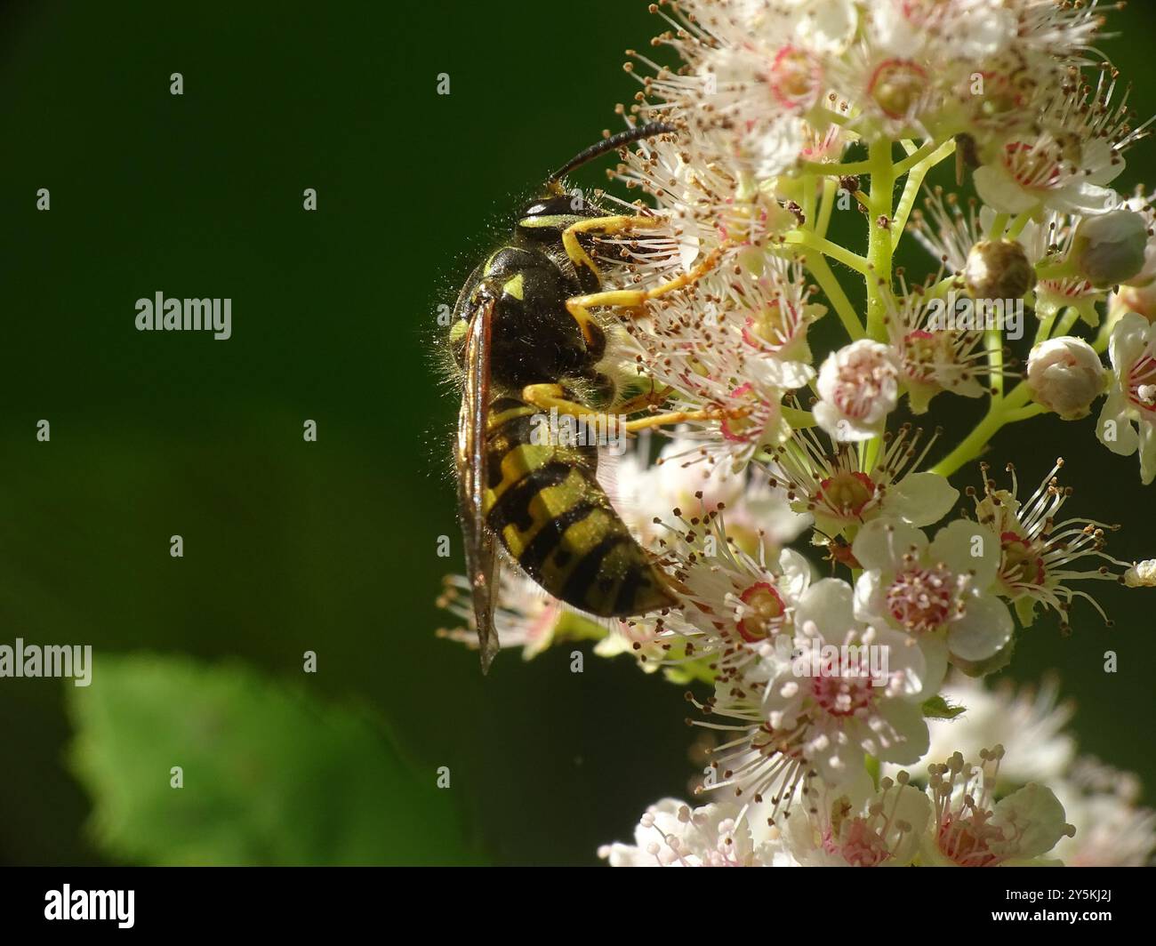 Common Aerial Yellowjacket (Dolichovespula arenaria) Insecta Stock ...