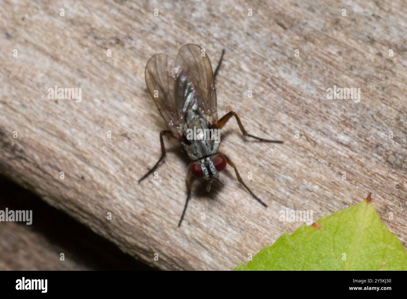 Root-maggot Flies (Anthomyiidae) Insecta Stock Photo - Alamy