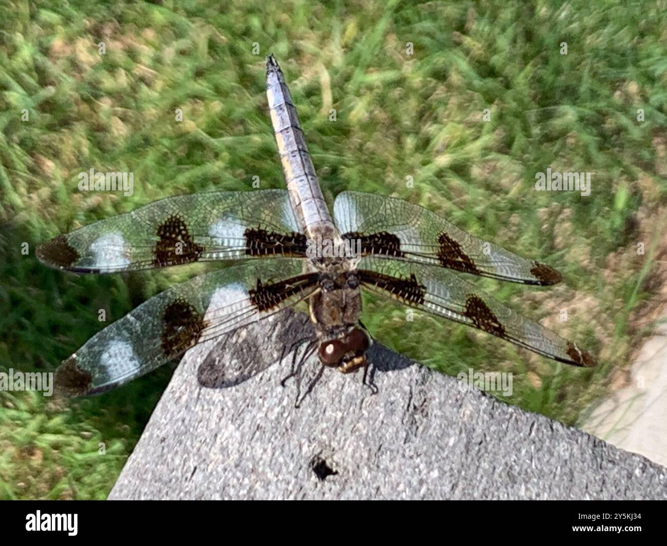 Twelve-spotted Skimmer (Libellula pulchella) Insecta Stock Photo - Alamy