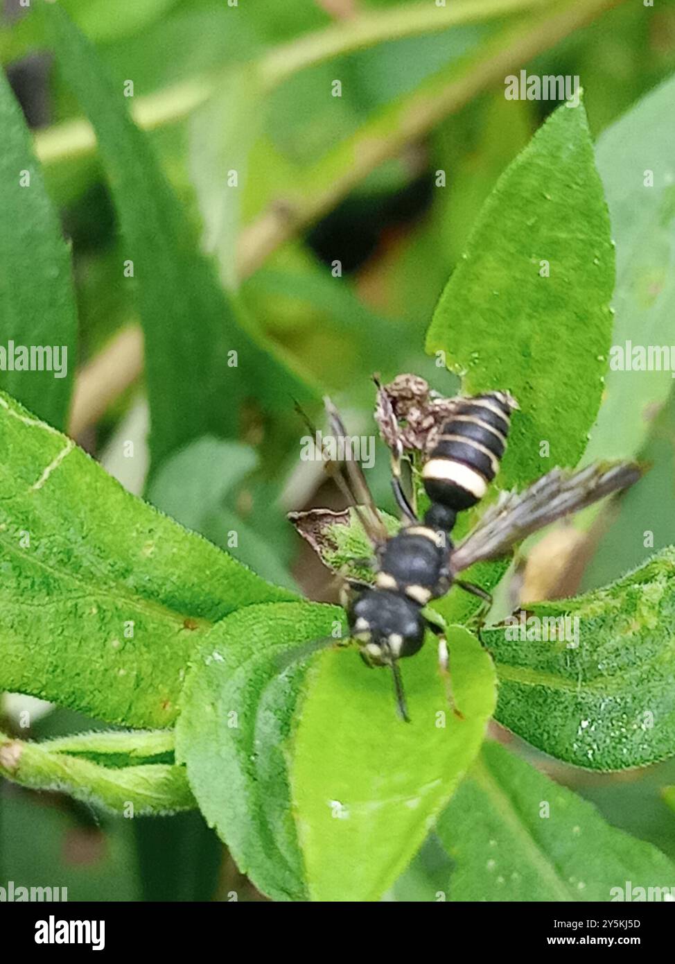 Typical Weevil Wasps and Allies (Cerceris) Insecta Stock Photo - Alamy