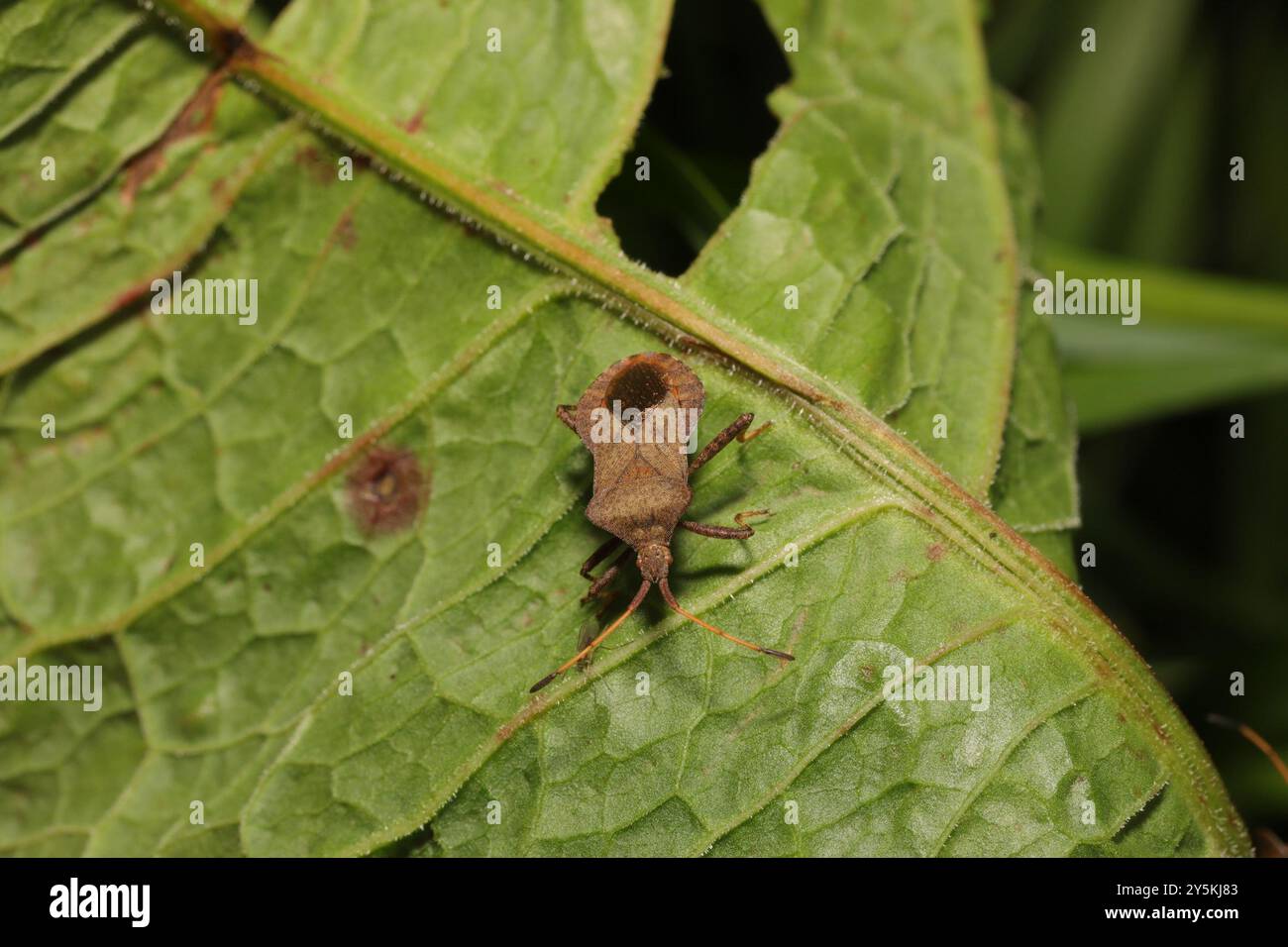 Dock Bug (Coreus marginatus) Insecta Stock Photo - Alamy
