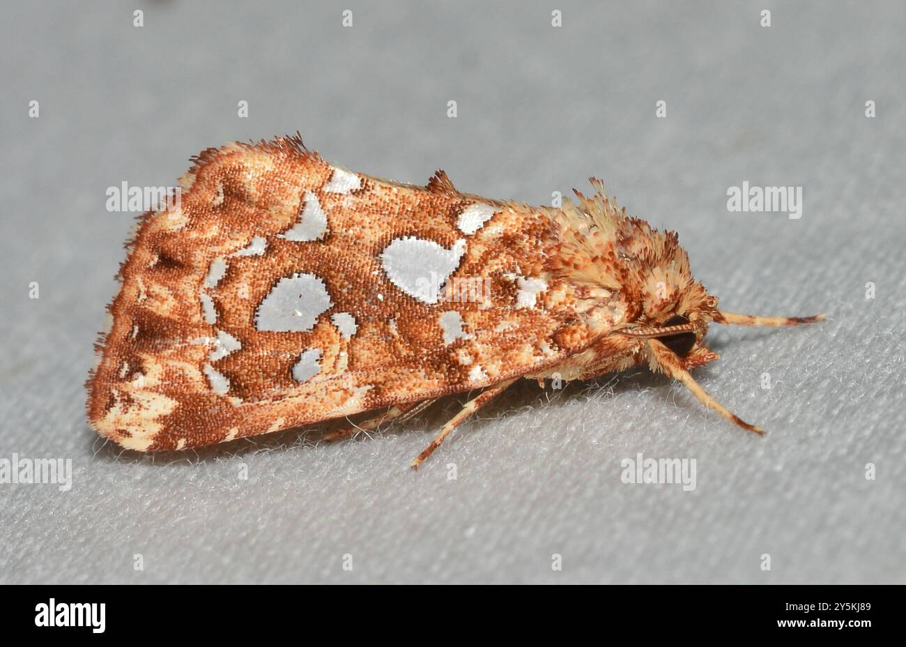 Silver-spotted Fern Moth (Callopistria cordata) Insecta Stock Photo - Alamy