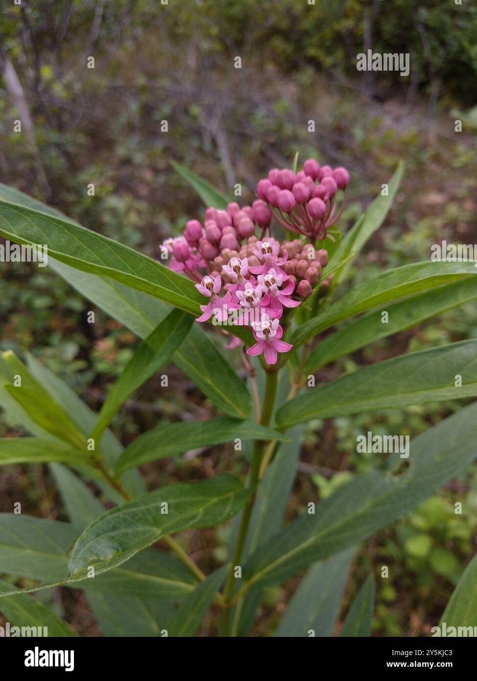 swamp milkweed (Asclepias incarnata) Plantae Stock Photo - Alamy