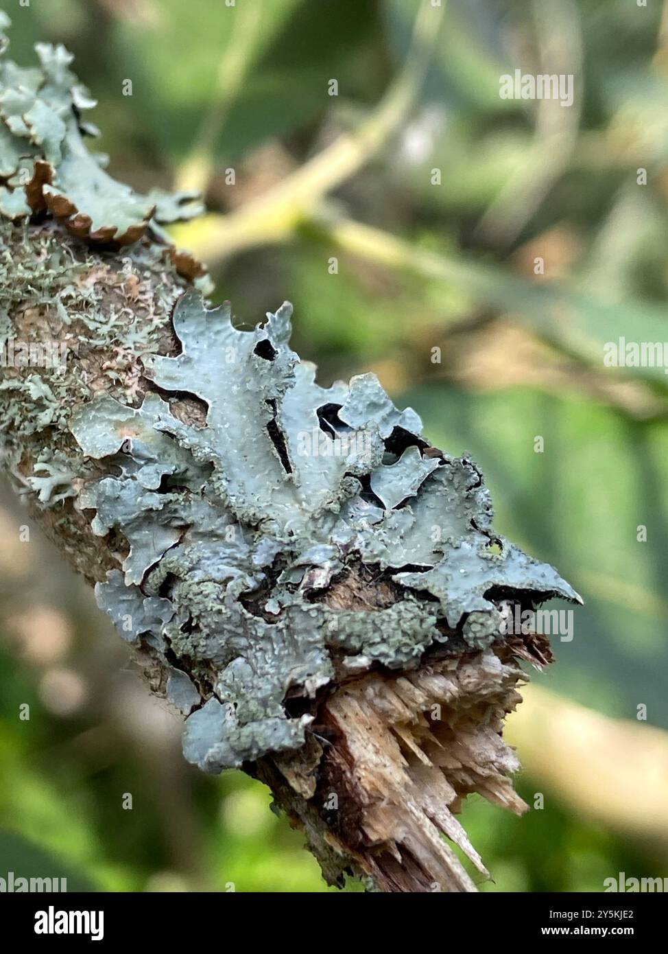 shield lichen (Parmelia sulcata) Fungi Stock Photo - Alamy