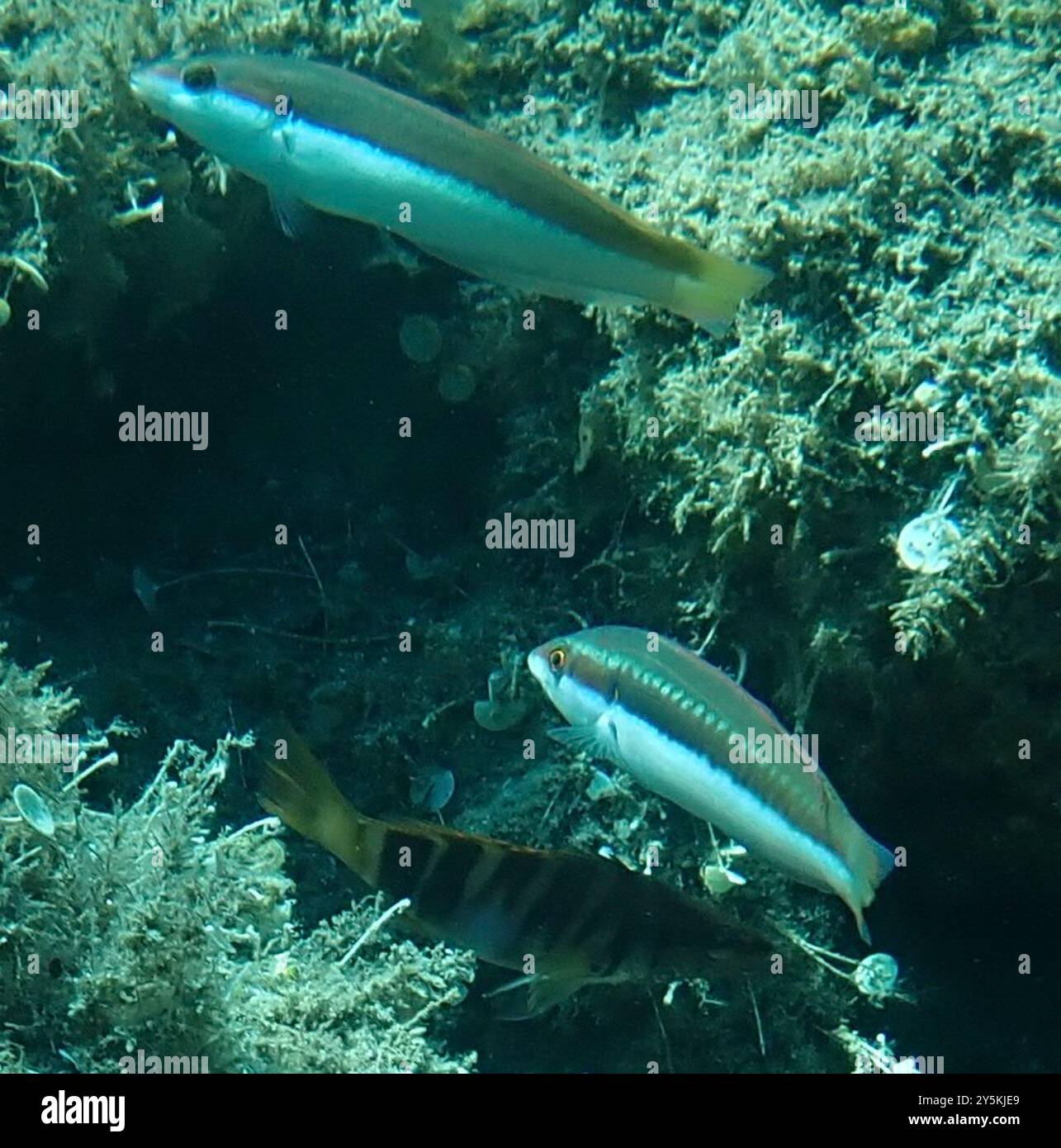 Mediterranean Rainbow Wrasse (Coris julis) Actinopterygii Stock Photo ...