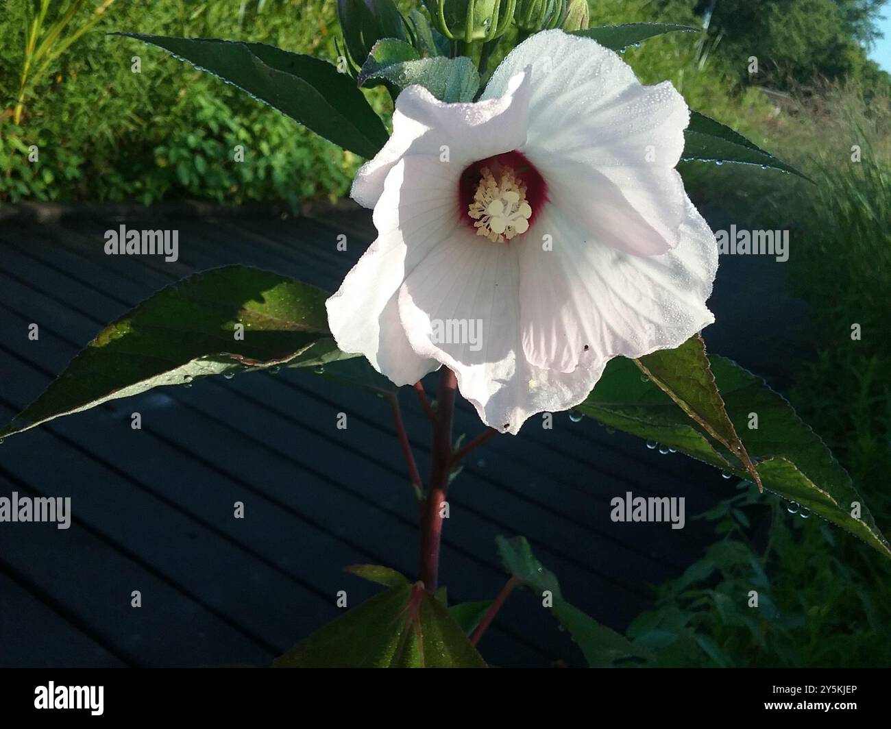 swamp rose mallow (Hibiscus moscheutos) Plantae Stock Photo - Alamy