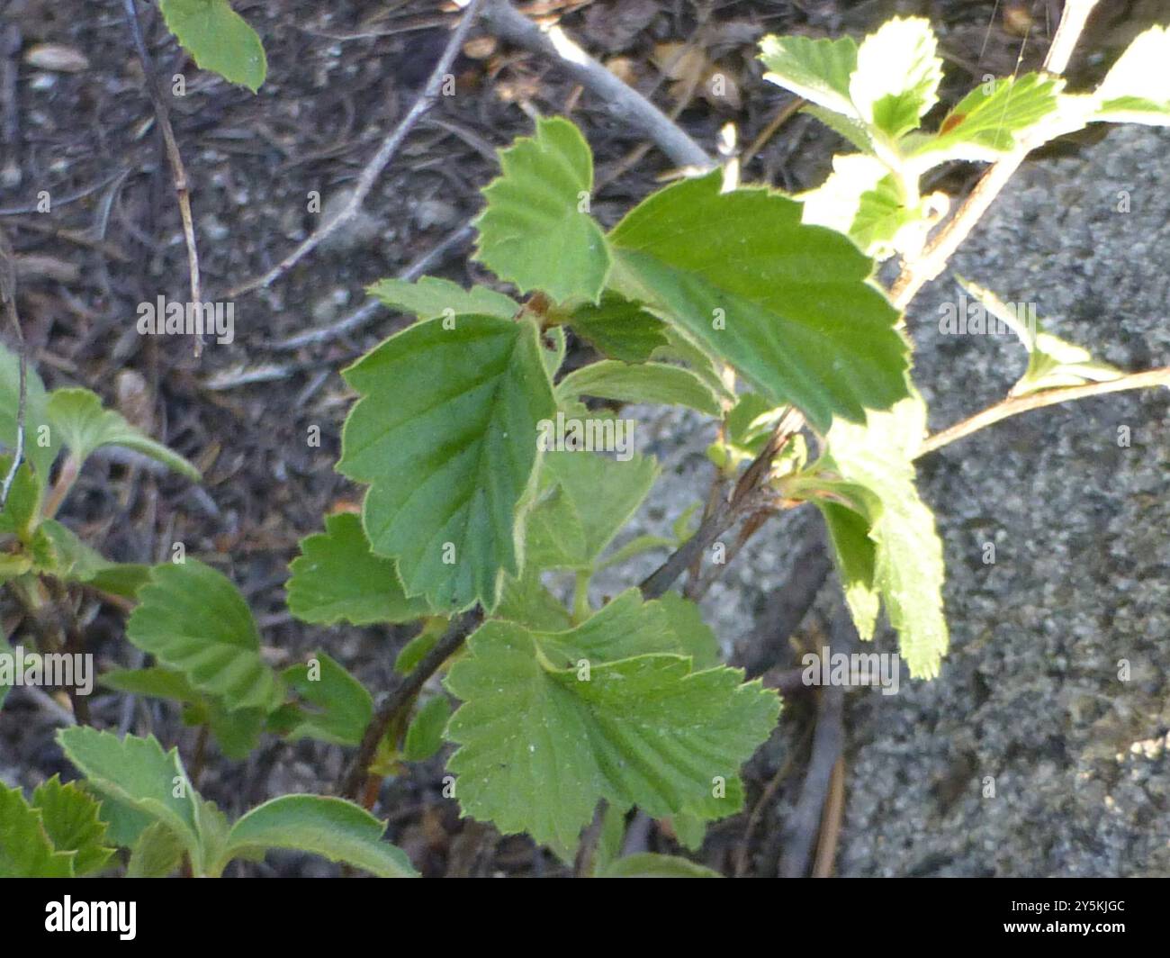 Small-leaf Cream Bush (Holodiscus discolor microphyllus) Plantae Stock ...