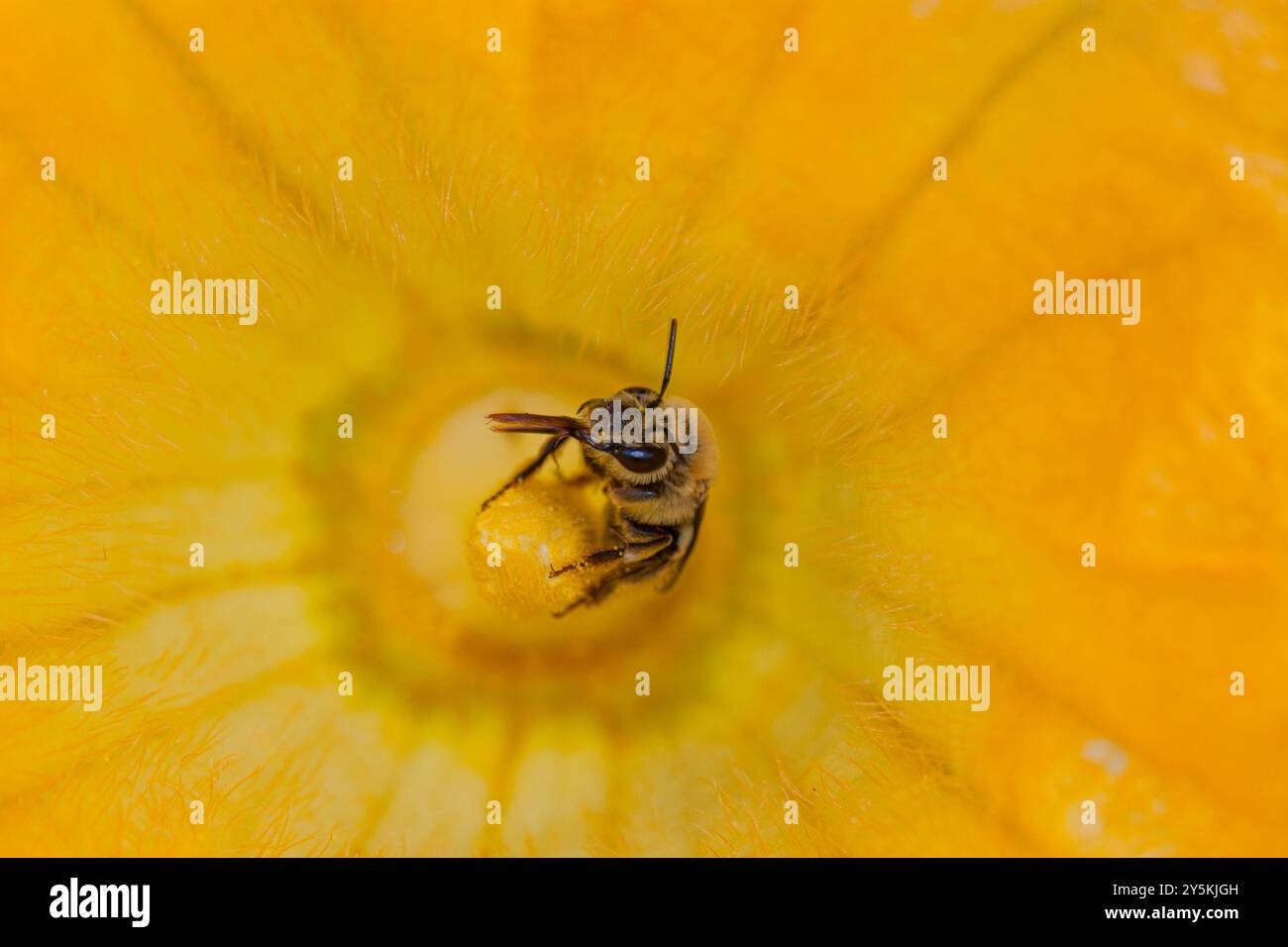 Pruinose Squash Bee (Peponapis pruinosa) Insecta Stock Photo - Alamy