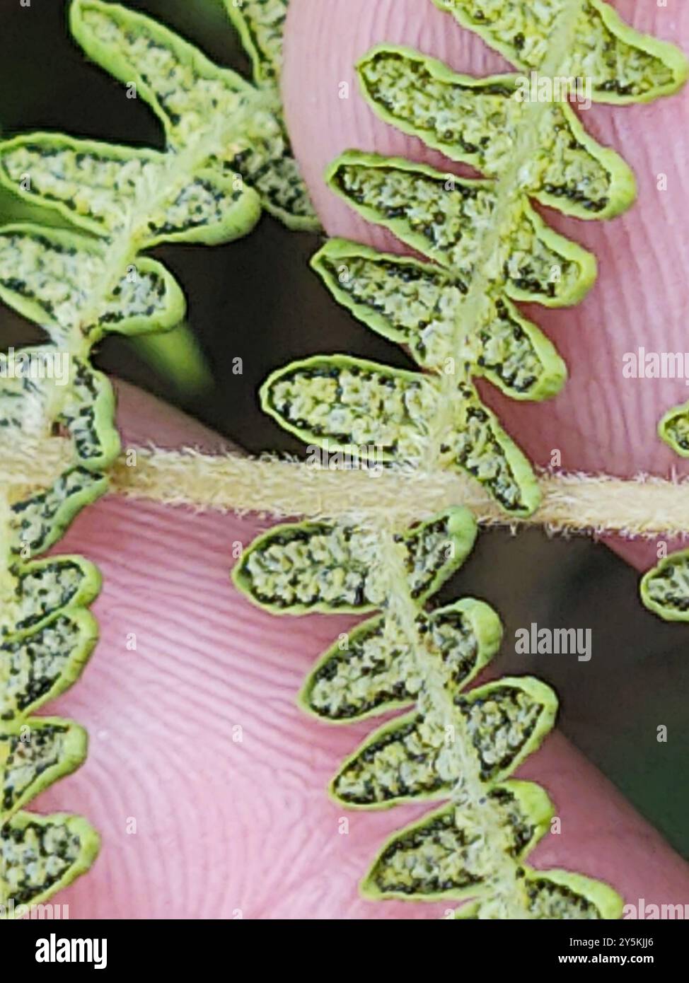 ferns (Polypodiopsida) Plantae Stock Photo - Alamy