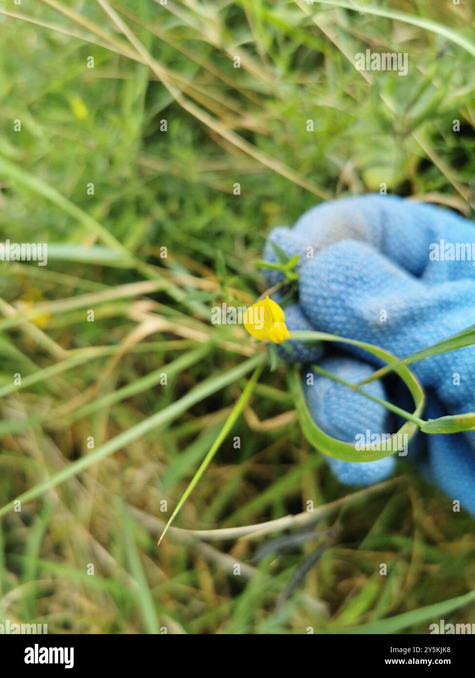 meadow pea (Lathyrus pratensis) Plantae Stock Photo - Alamy
