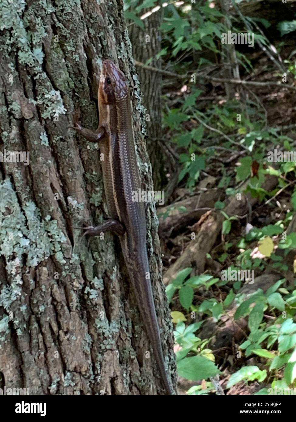 Common Five-lined Skink (Plestiodon fasciatus) Reptilia Stock Photo - Alamy