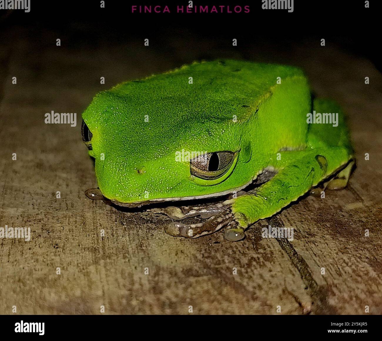 White-lined Leaf Frog (Phyllomedusa vaillantii) Amphibia Stock Photo ...